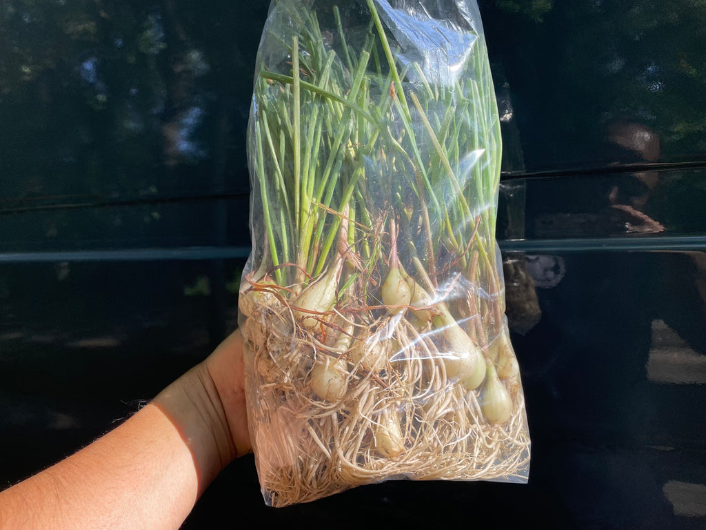 Suzuki Farm - Fresh Japanese Vegetables
