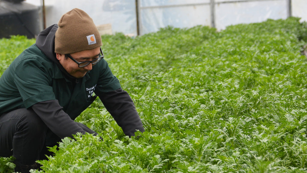 Suzuki Farm - Fresh Japanese Vegetables