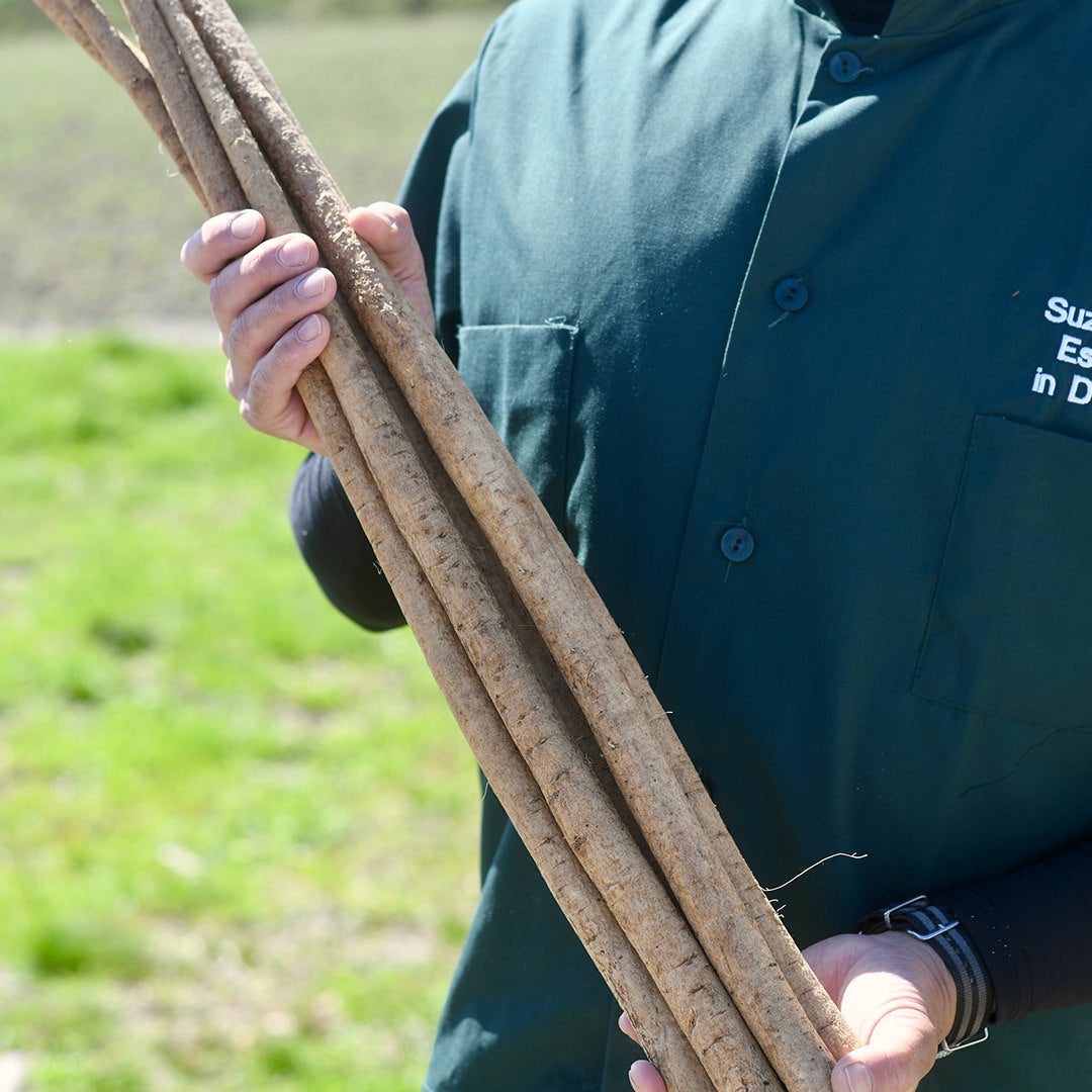 Gobo (Burdock Root) | From Our Suppliers | 1.0 lb – Suzuki Farm