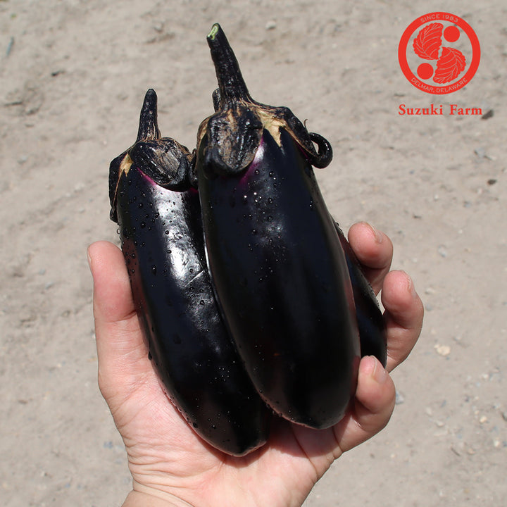Veggie Guide – Suzuki Farm
