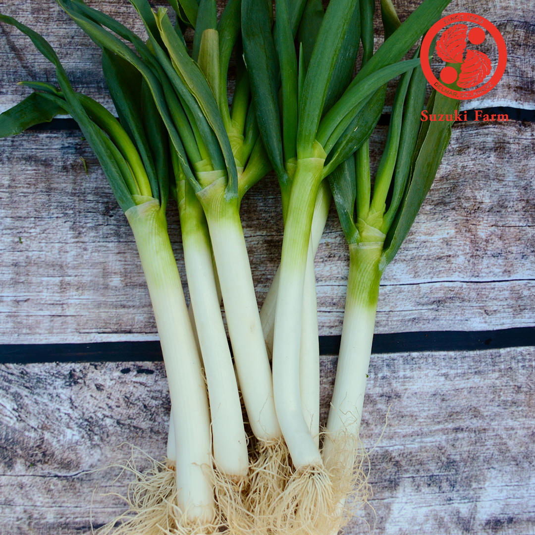 TOKYO NEGI (Long green onion) | Suzuki Farm | 1 bunch